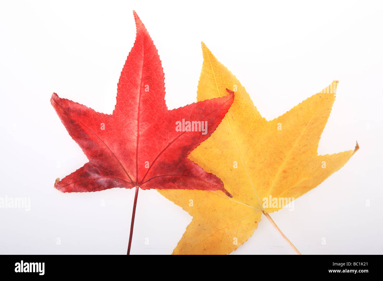 Brightly coloured atumn leaves Stock Photo - Alamy