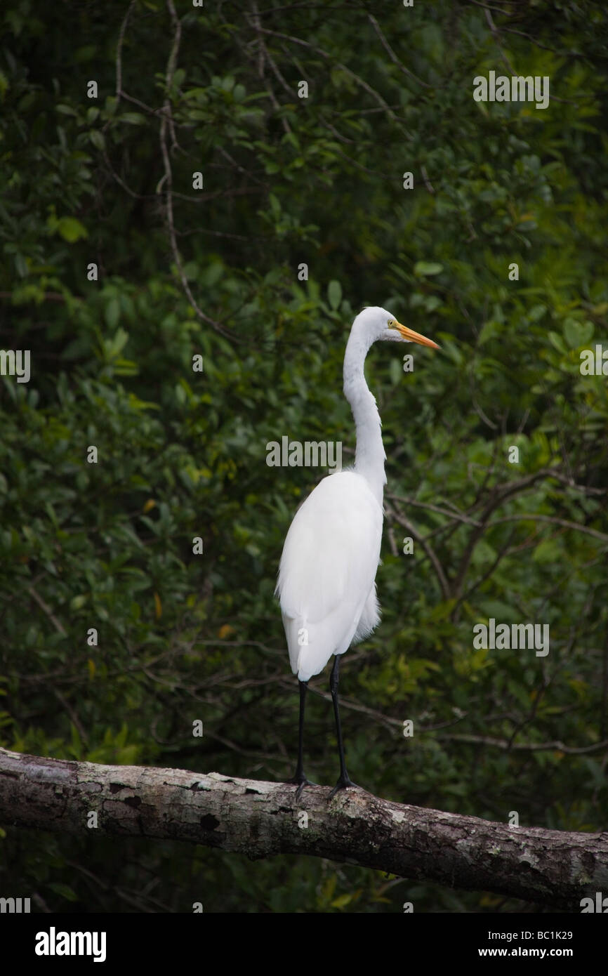 White heron, Rainbow River, Florida, USA Stock Photo - Alamy