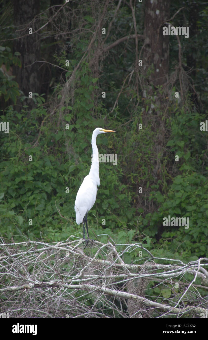 White heron, Rainbow River, Florida, USA Stock Photo - Alamy