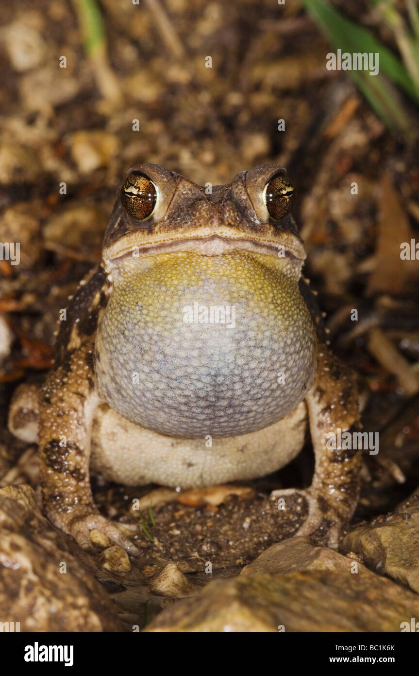 Gulf coast toads hi-res stock photography and images - Alamy