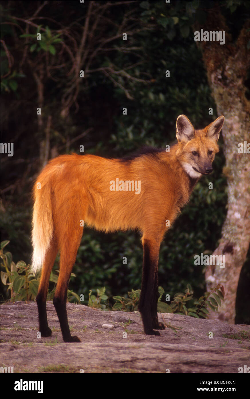 Maned wolf in Ibitipoca National Park, Minas Gerais State, Brazil Stock ...