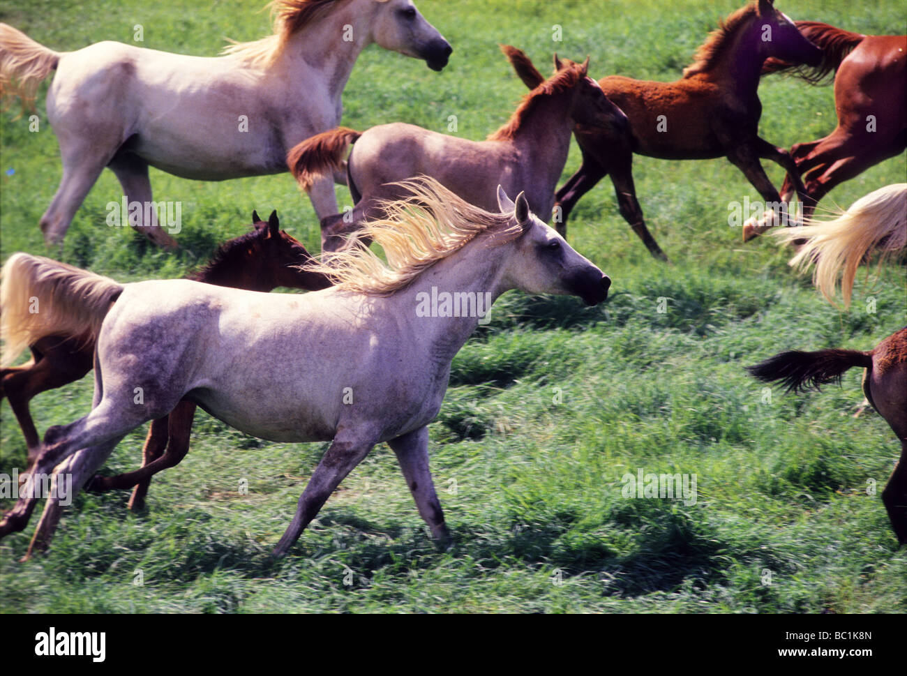 Horses running on a green field in a brazilian farm at Rio de Janeiro ...