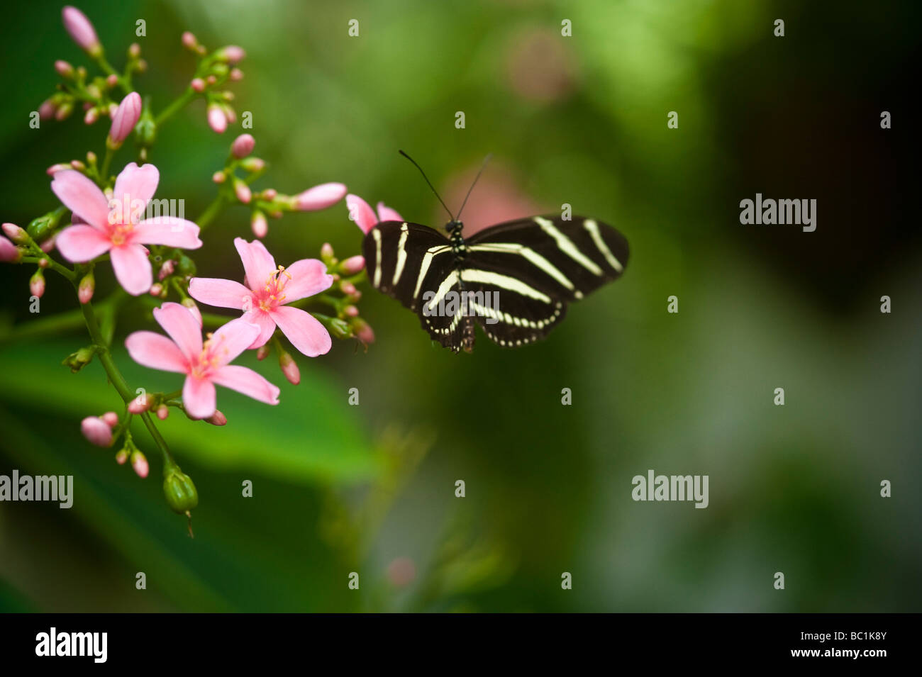 The Zebra Longwing Heliconius charithonia butterfly Stock Photo - Alamy