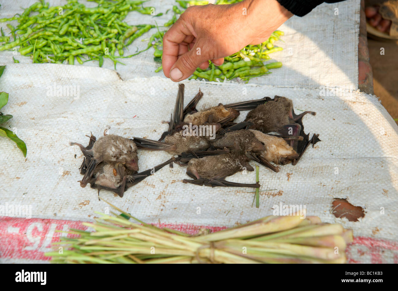 A hand picking up dead bats for cooking on a pavement stall in Luang ...