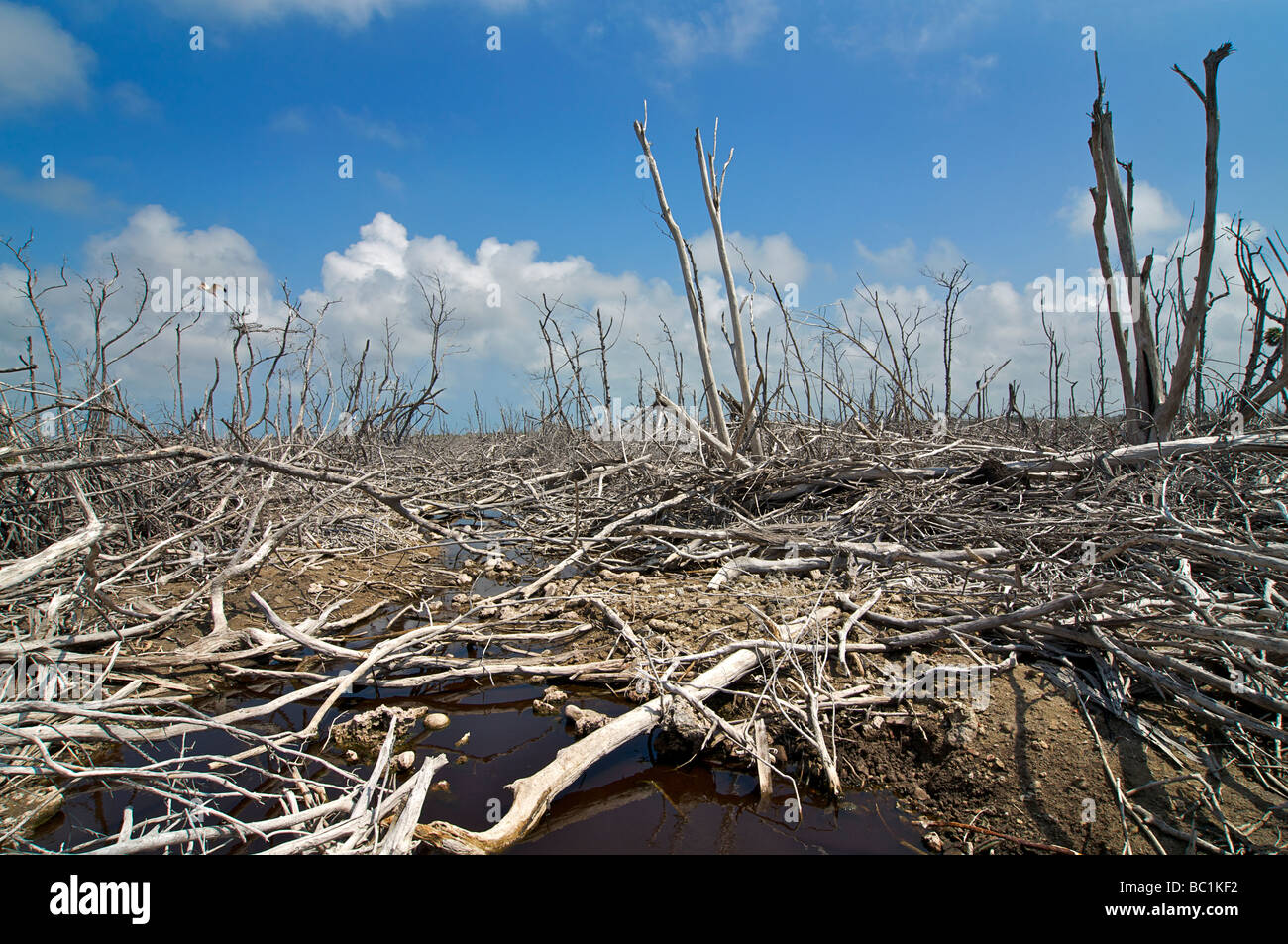 Environmental damage, likely caused by an elevated water table and ...