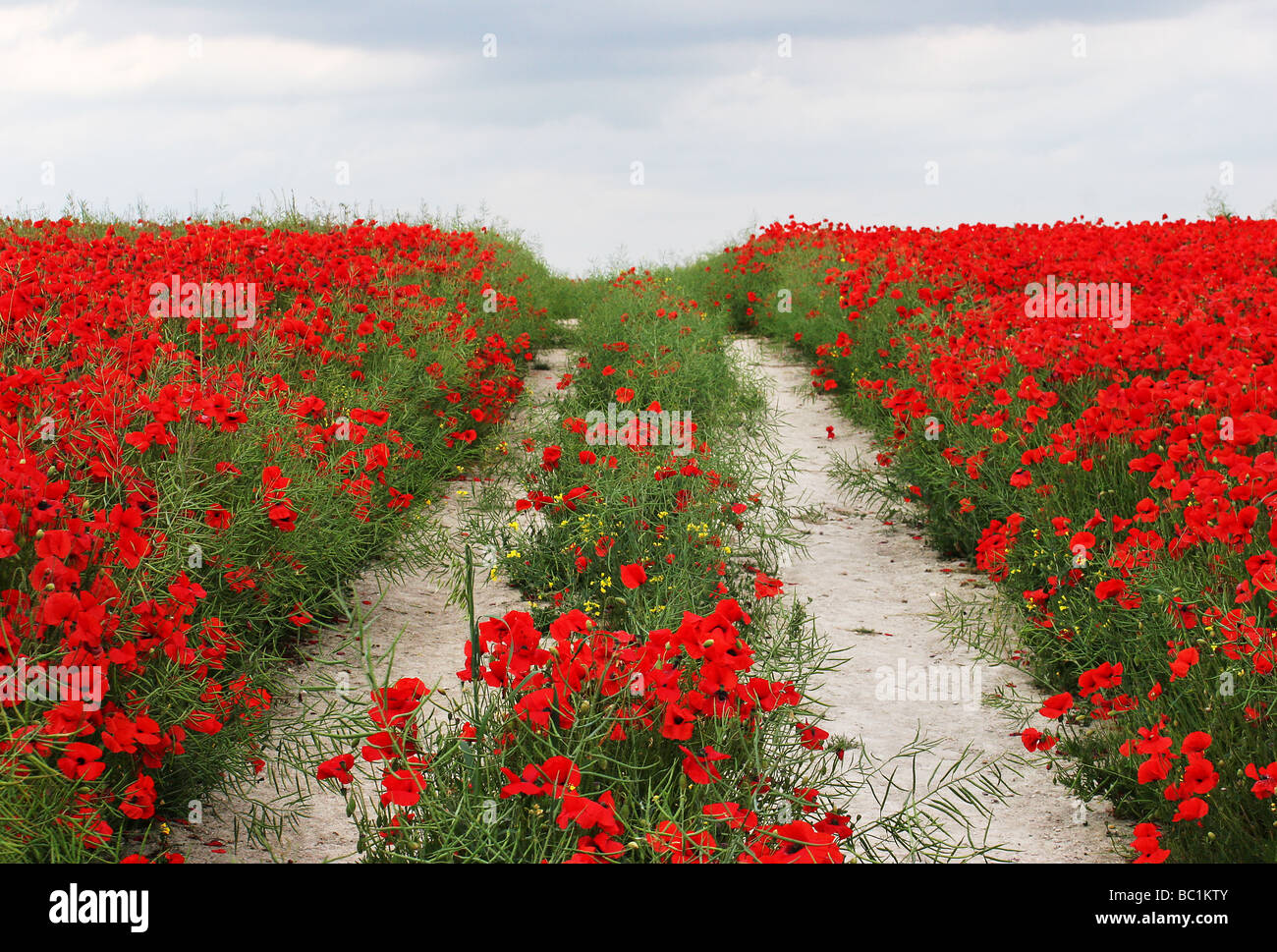 Tracks through poppy field kent Stock Photo - Alamy