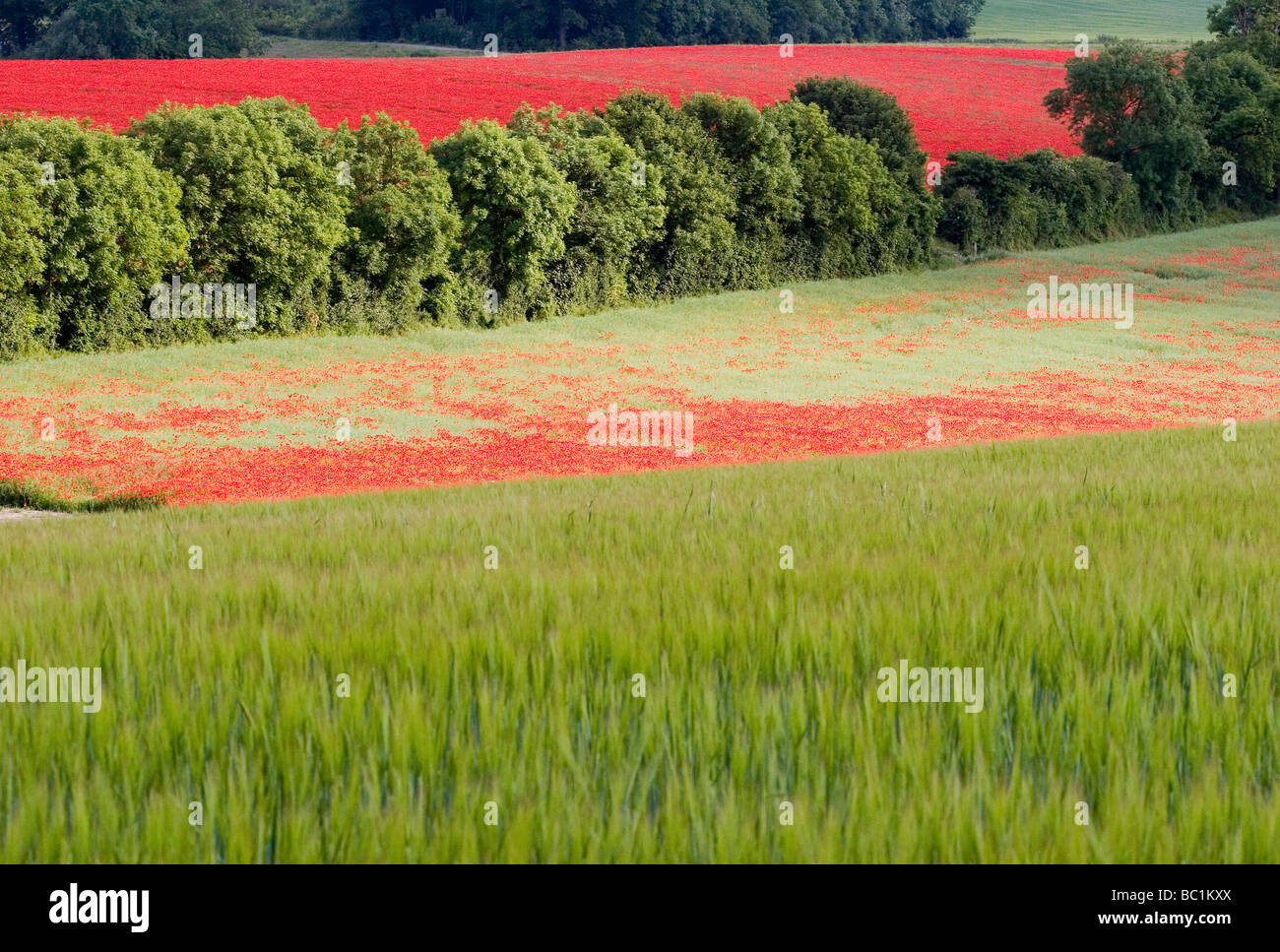 Poppy field in Kent Stock Photo - Alamy