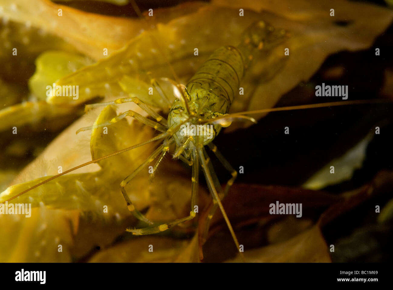 Shrimp on rock hi-res stock photography and images - Alamy