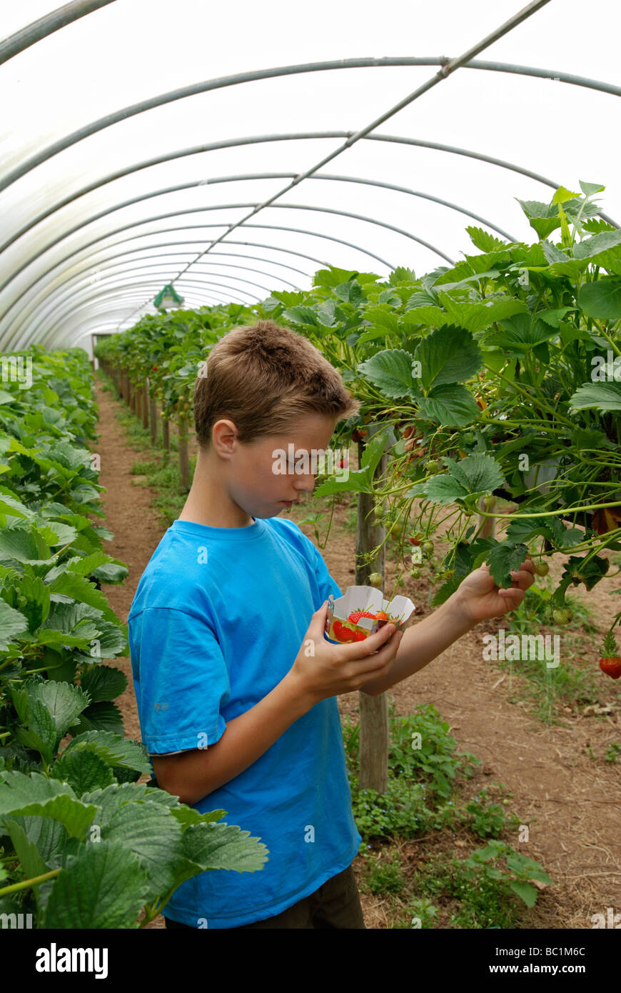 a young boy picking strawberries at a "pick your own" fruit farm in ...