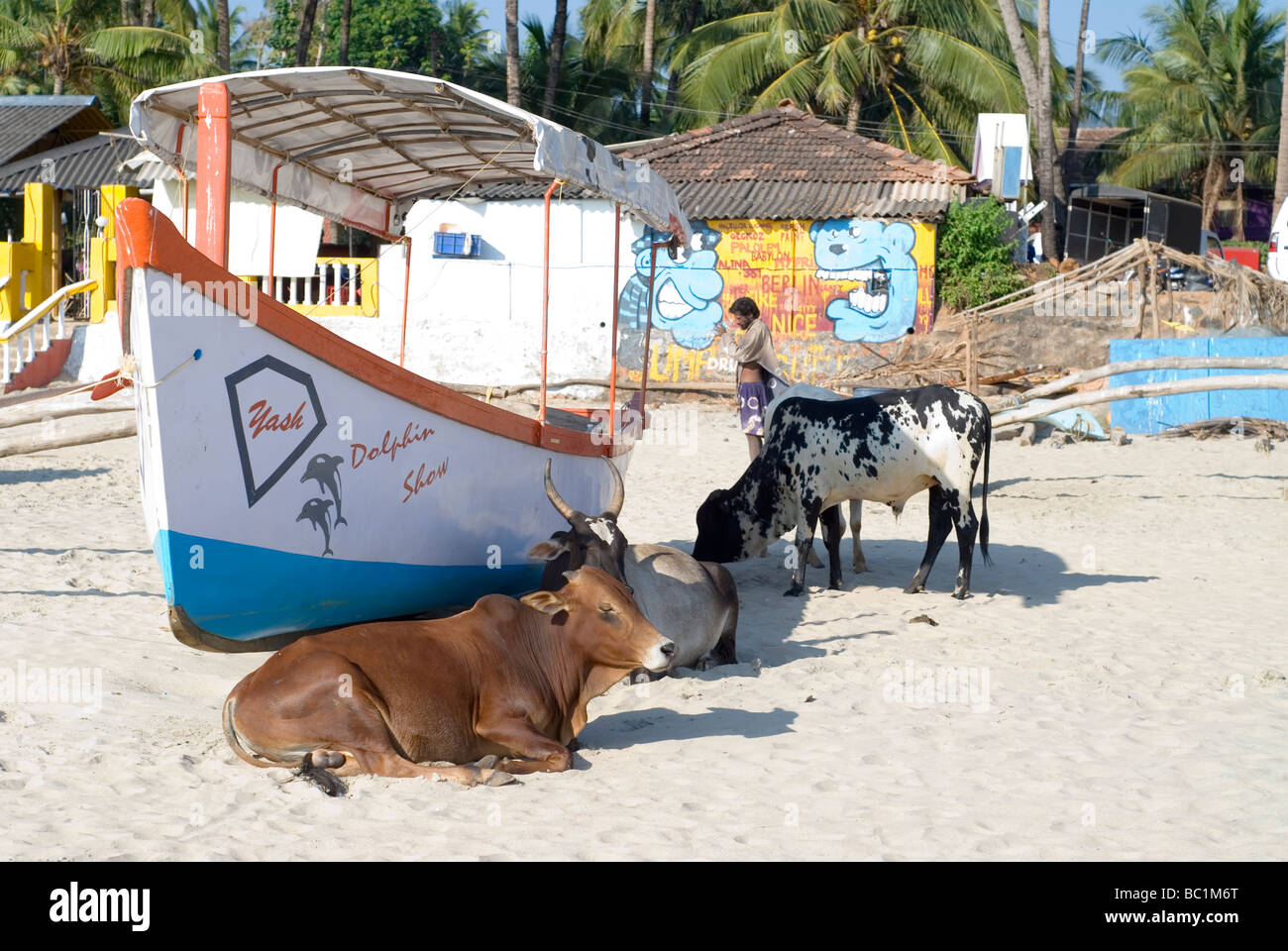 Typical Goan scenic (Palolem beach). Two cows and a bored local, one ...