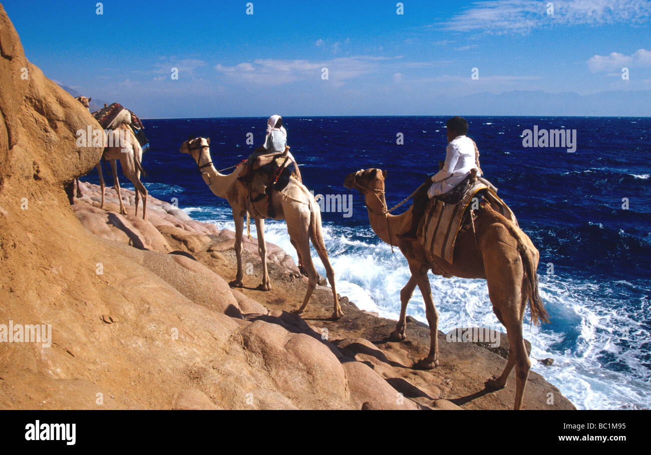 A camel train winds its way around the Sinai shoreline on a diving ...