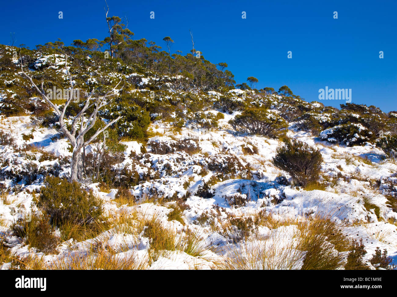 Australia Tasmania Cradle Mt Lake St Clair National Park Fresh snow ...