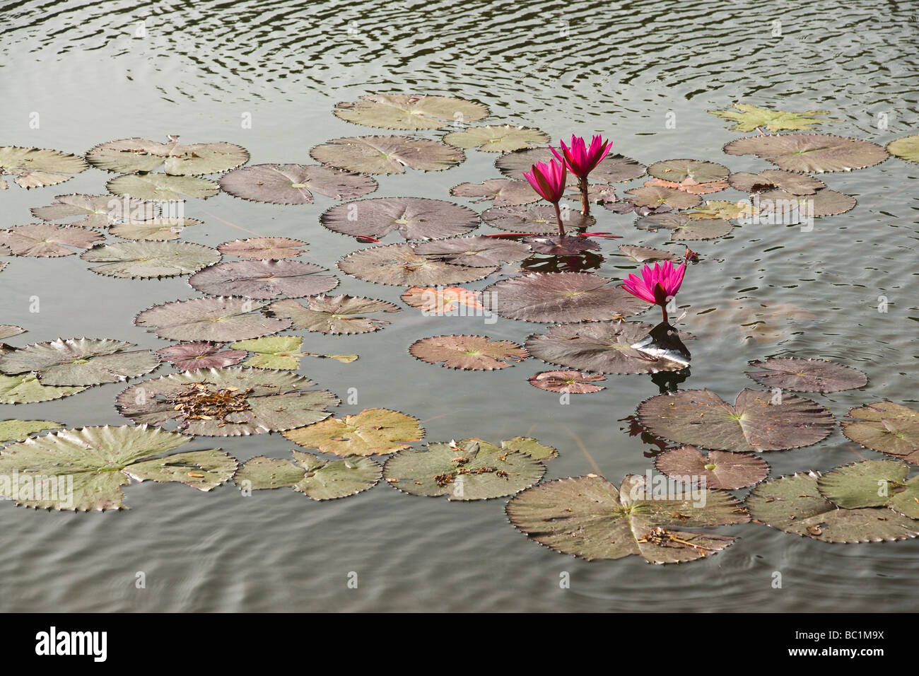 Pink water lilies hi-res stock photography and images - Alamy