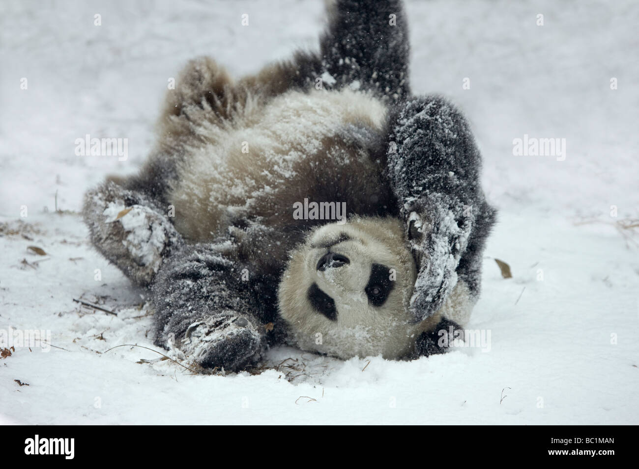 Rolling panda hi-res stock photography and images - Alamy