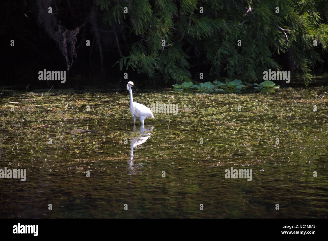Great Egret, Rainbow River, Florida, USA Stock Photo - Alamy