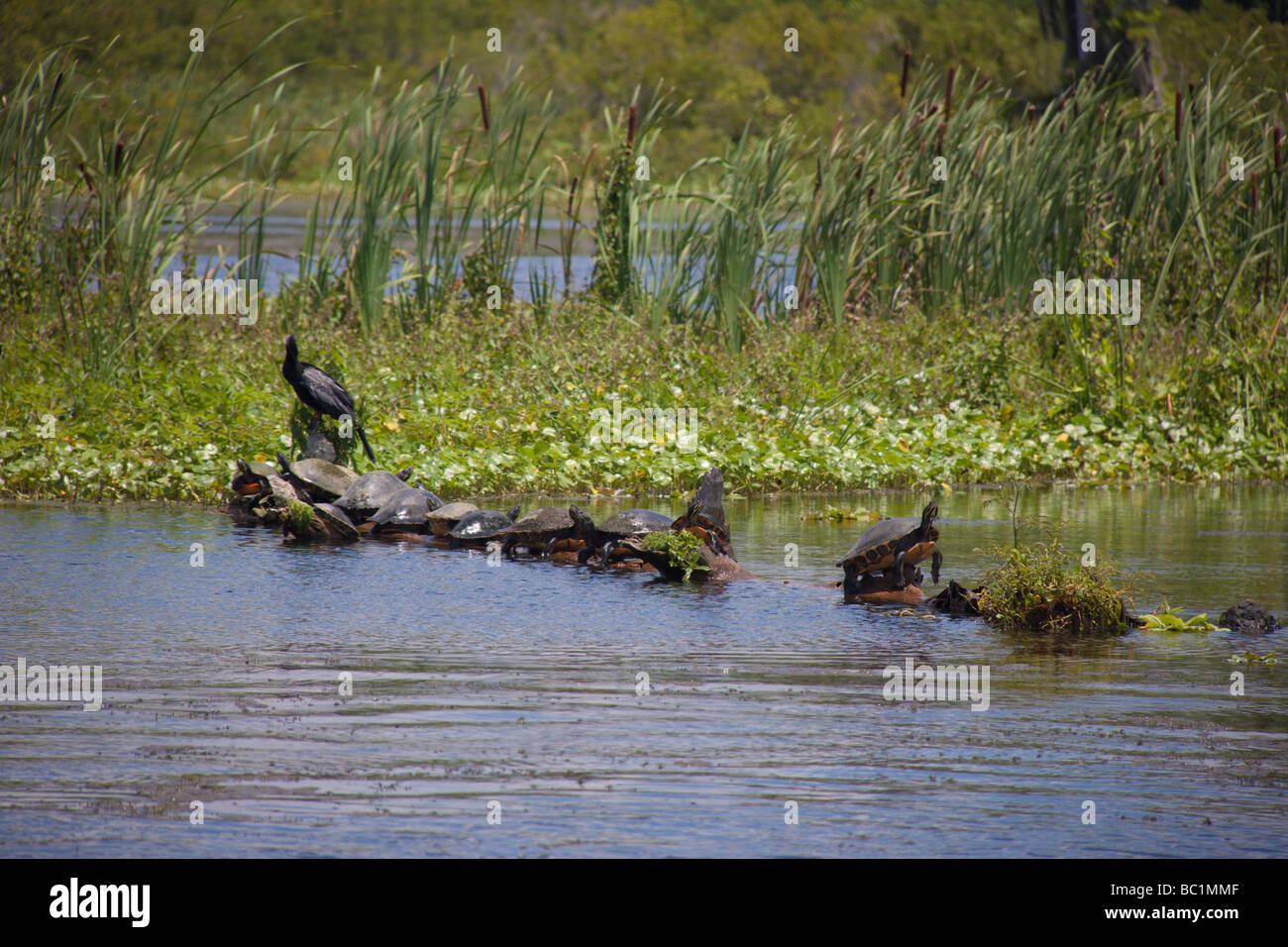 Basking log hi-res stock photography and images - Alamy