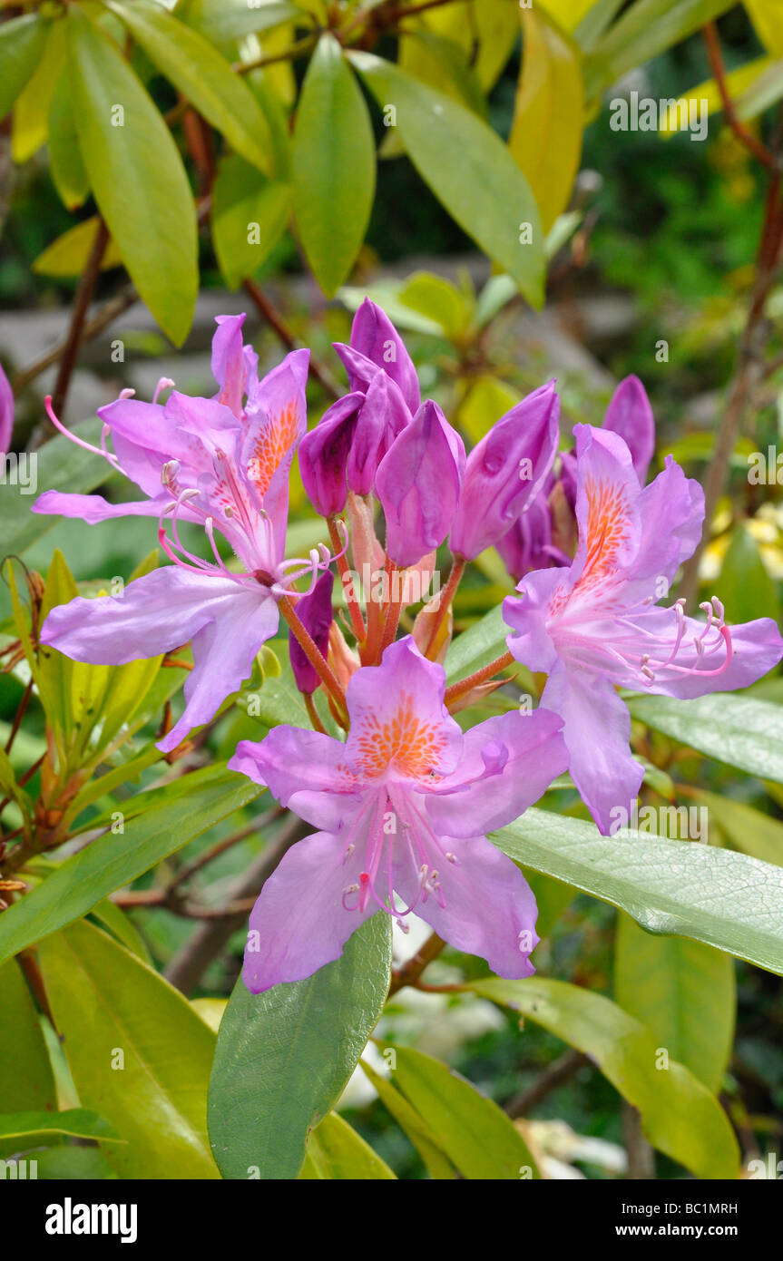 Rhododendron Flowers - Purple Stock Photo - Alamy