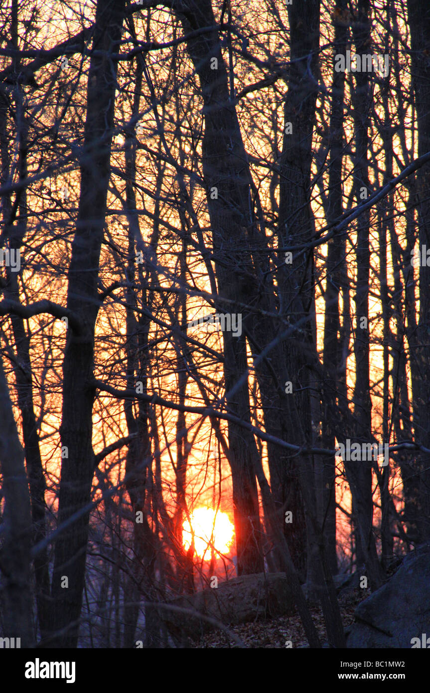 Silhouette of tree branches at golden winter sunset hi-res stock ...