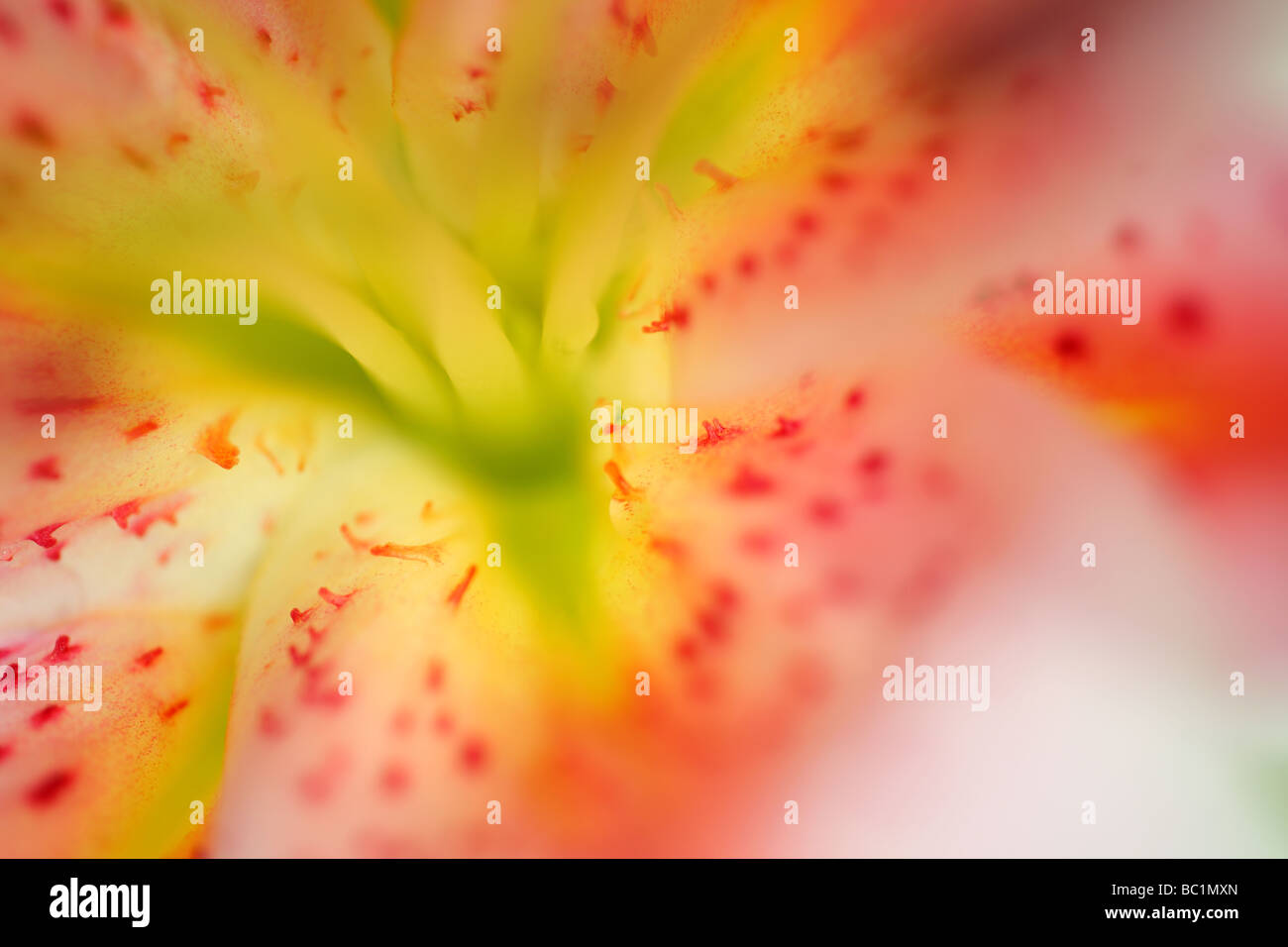 Extreme closeup on lily flower Stock Photo - Alamy