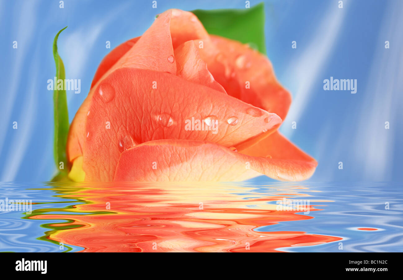 Pink Rose in water against blue background Stock Photo - Alamy