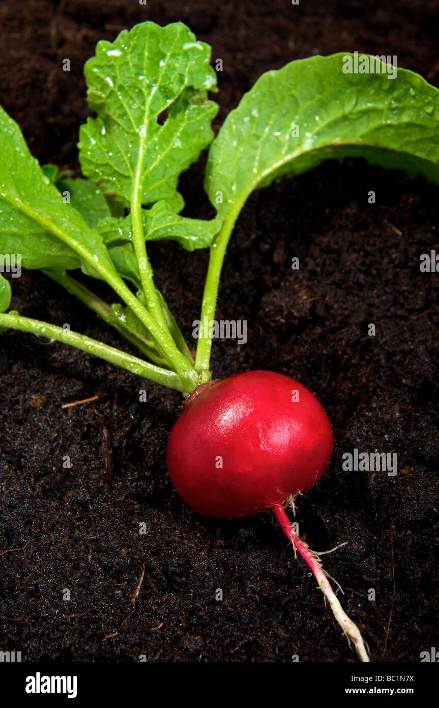 Radisch hi-res stock photography and images - Alamy