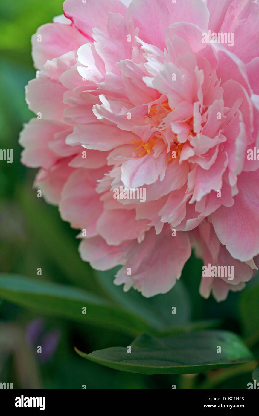 Peony hi-res stock photography and images - Alamy
