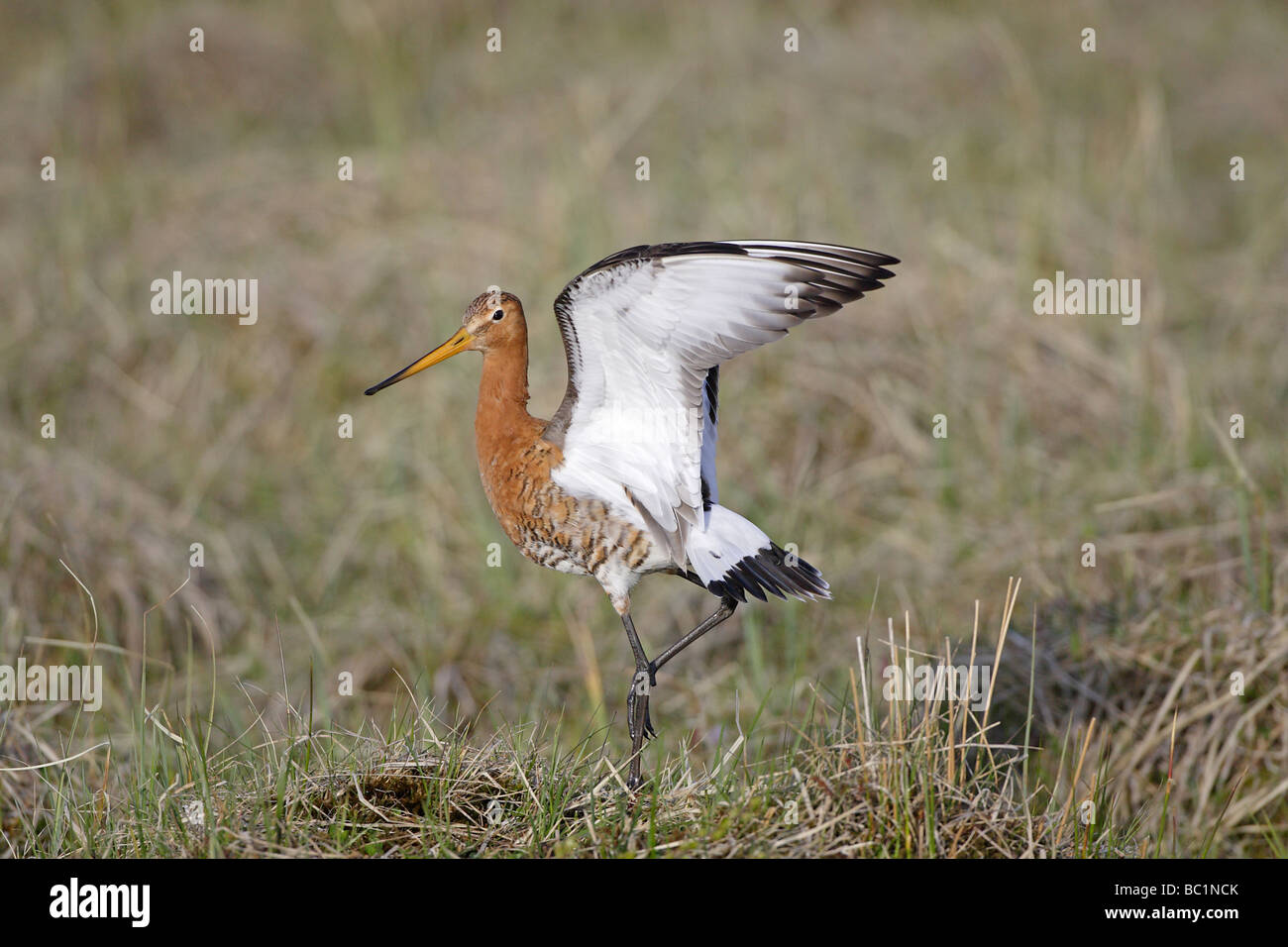 Black-tailed Godwit stretching wings Stock Photo - Alamy
