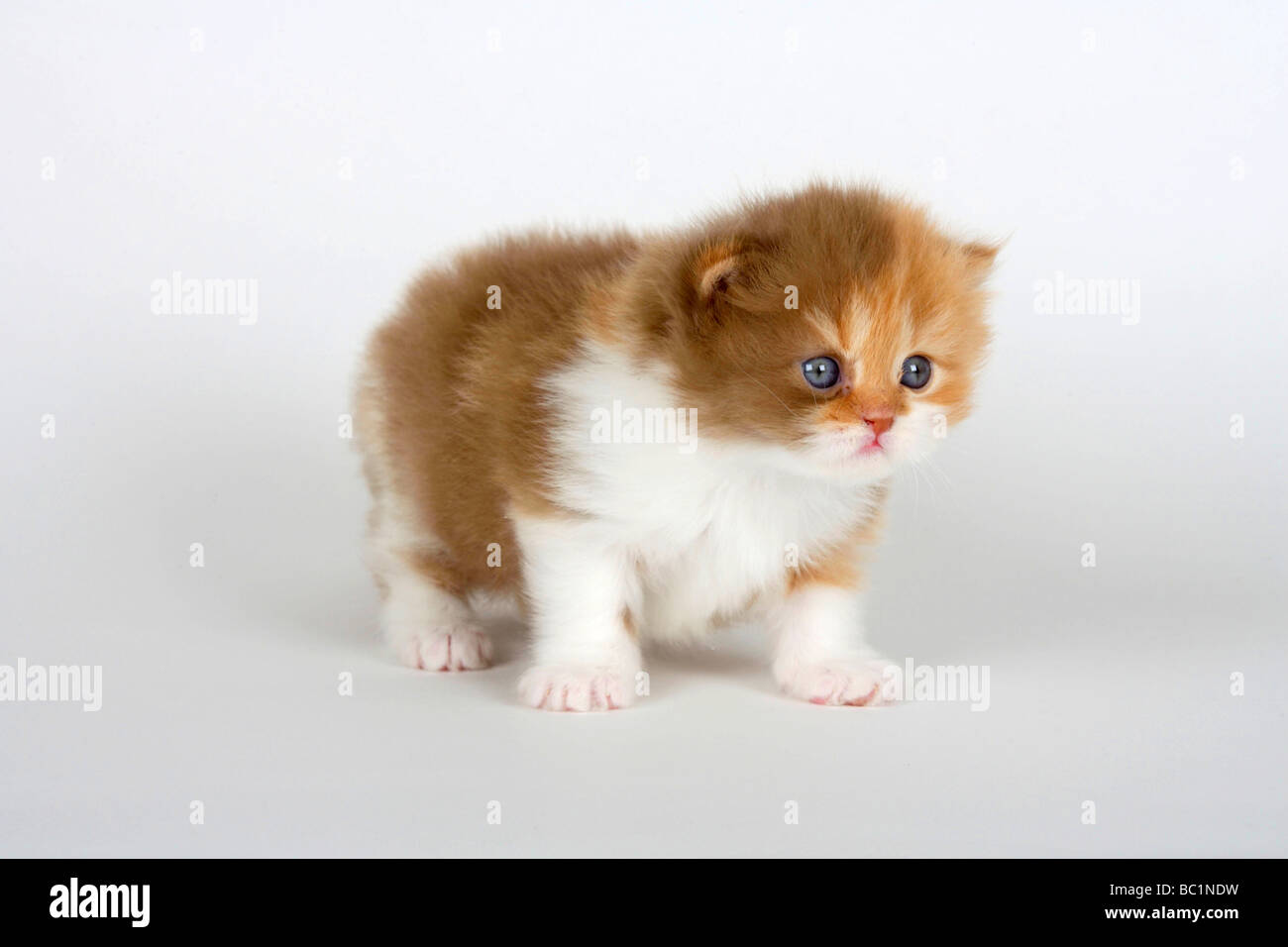 British Longhair Cat kitten 4 weeks cinnamon tortie white Highlander ...