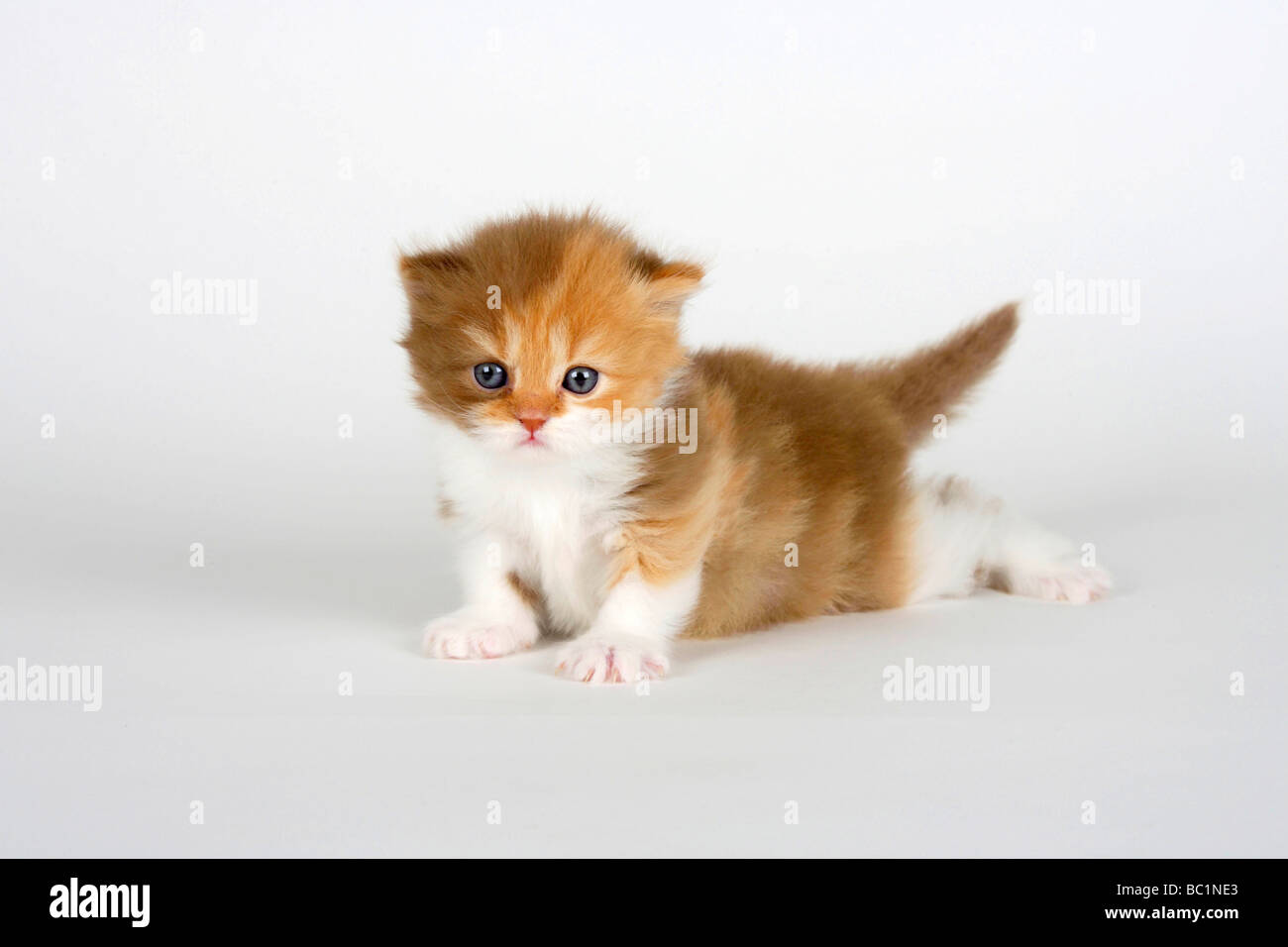 British longhair cat cinnamon tortie white highlander hi-res stock ...