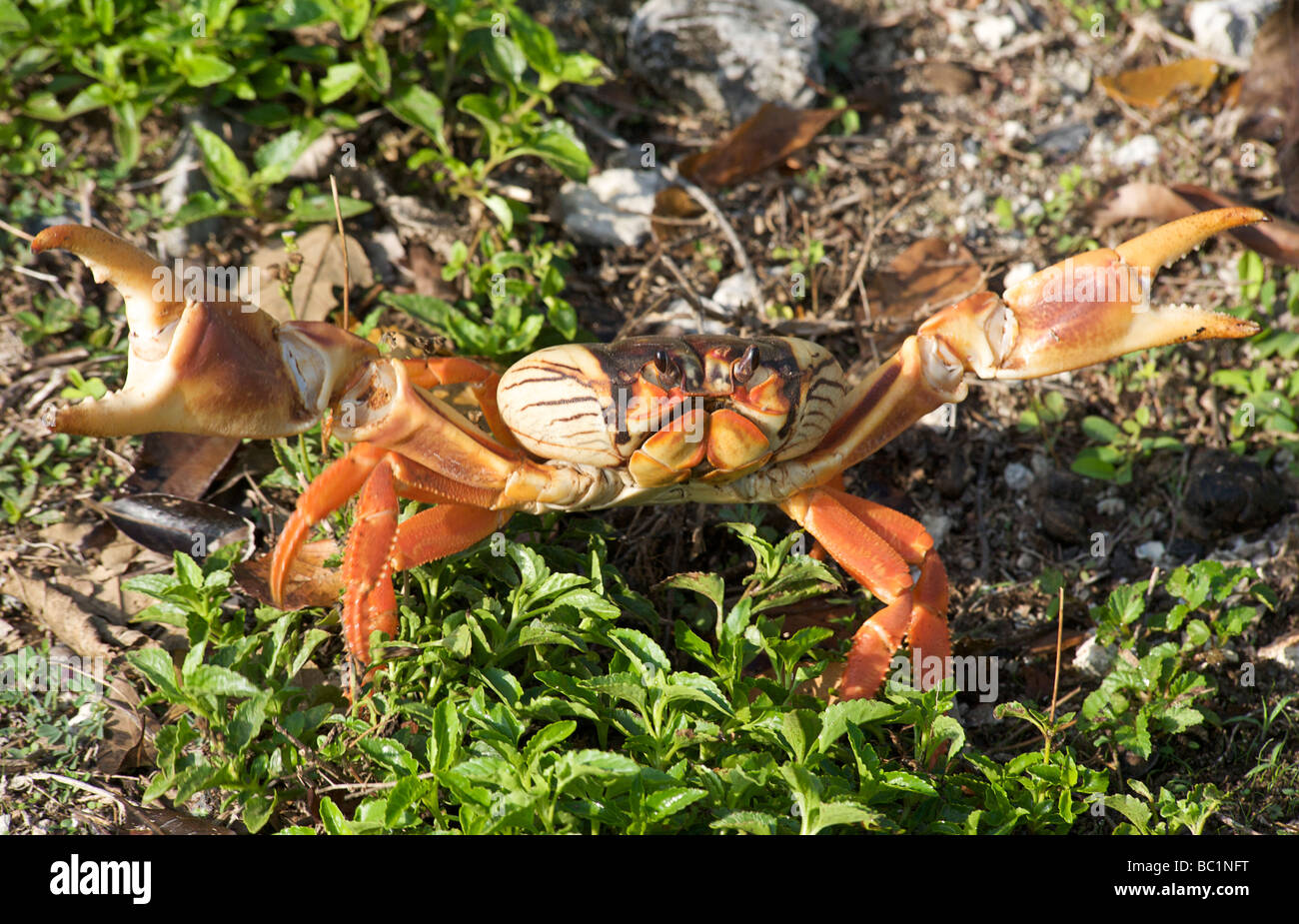 Cuba09256 52mb8bit hi-res stock photography and images - Alamy