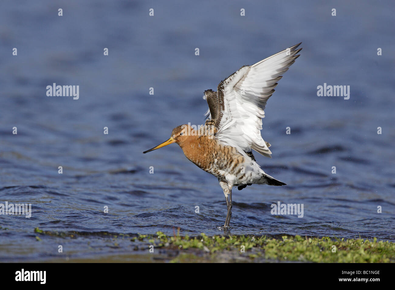 Black-tailed Godwit stretching wings Stock Photo - Alamy
