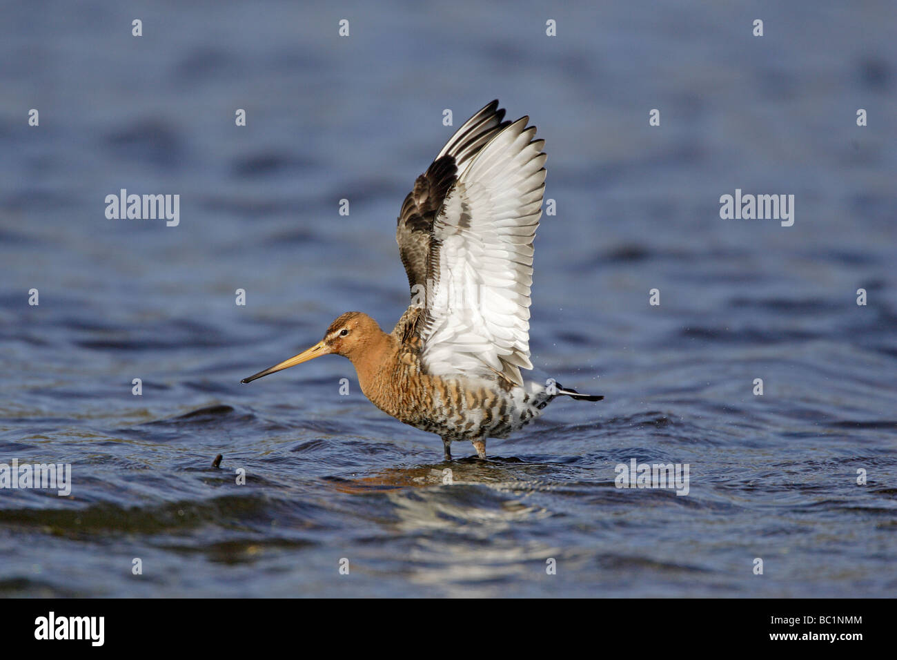 Black-tailed Godwit stretching wings Stock Photo - Alamy