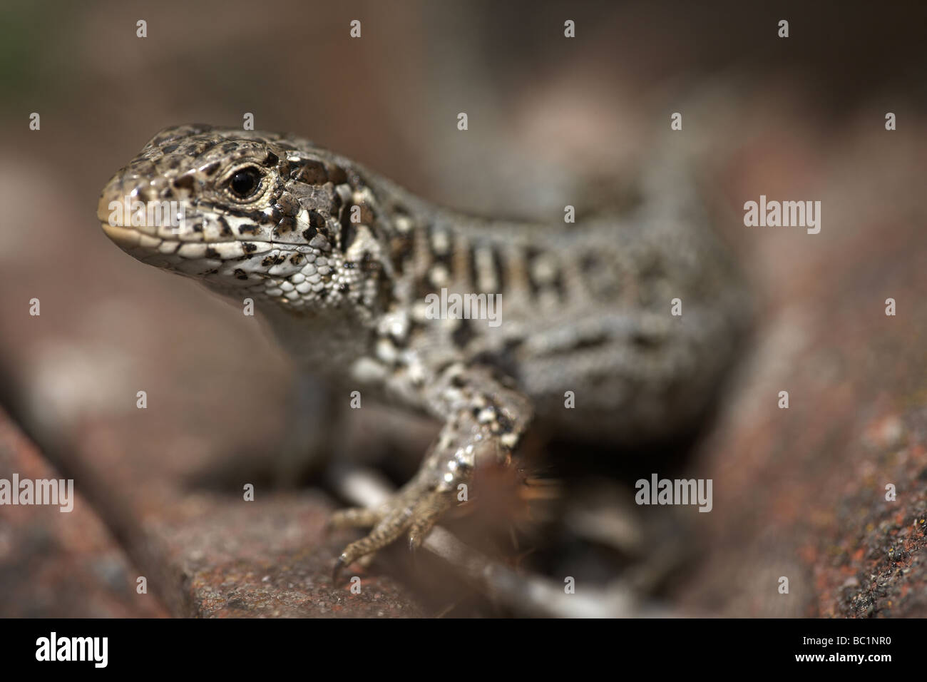 Female sand lizard Lacerta agilis Dorset UK Stock Photo - Alamy
