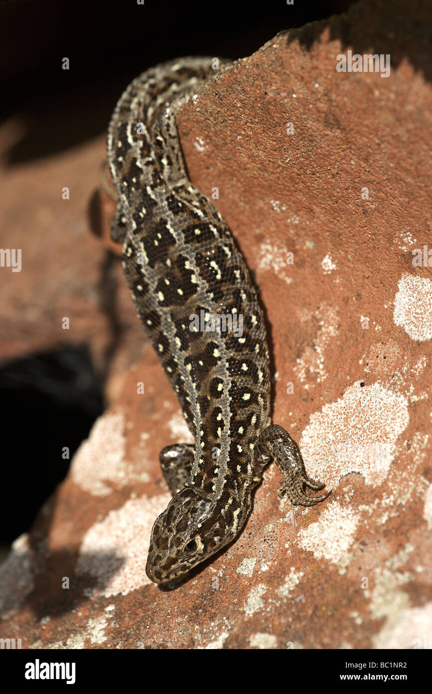 Female sand lizard Lacerta agilis Dorset UK Stock Photo - Alamy