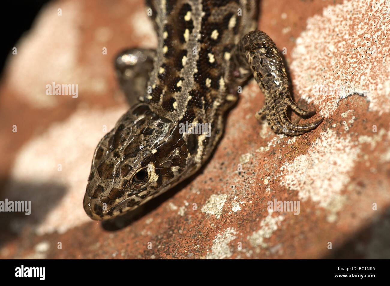 Female sand lizard Lacerta agilis Dorset UK Stock Photo - Alamy