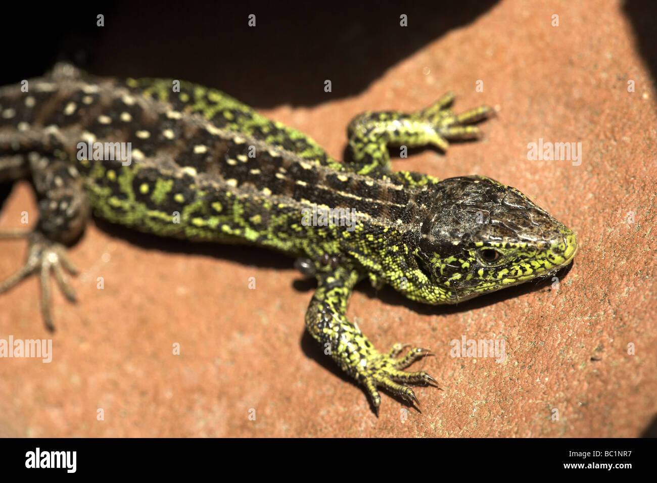 Male sand lizard Lacerta agilis in mating colours Dorset UK Stock Photo ...
