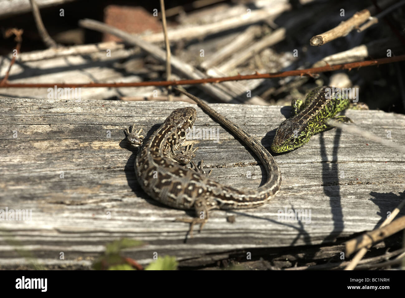 Male sand lizard Lacerta agilis in mating colours and female Dorset UK ...