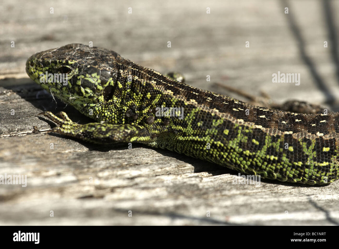 Male sand lizard Lacerta agilis in mating colours Dorset UK Stock Photo ...
