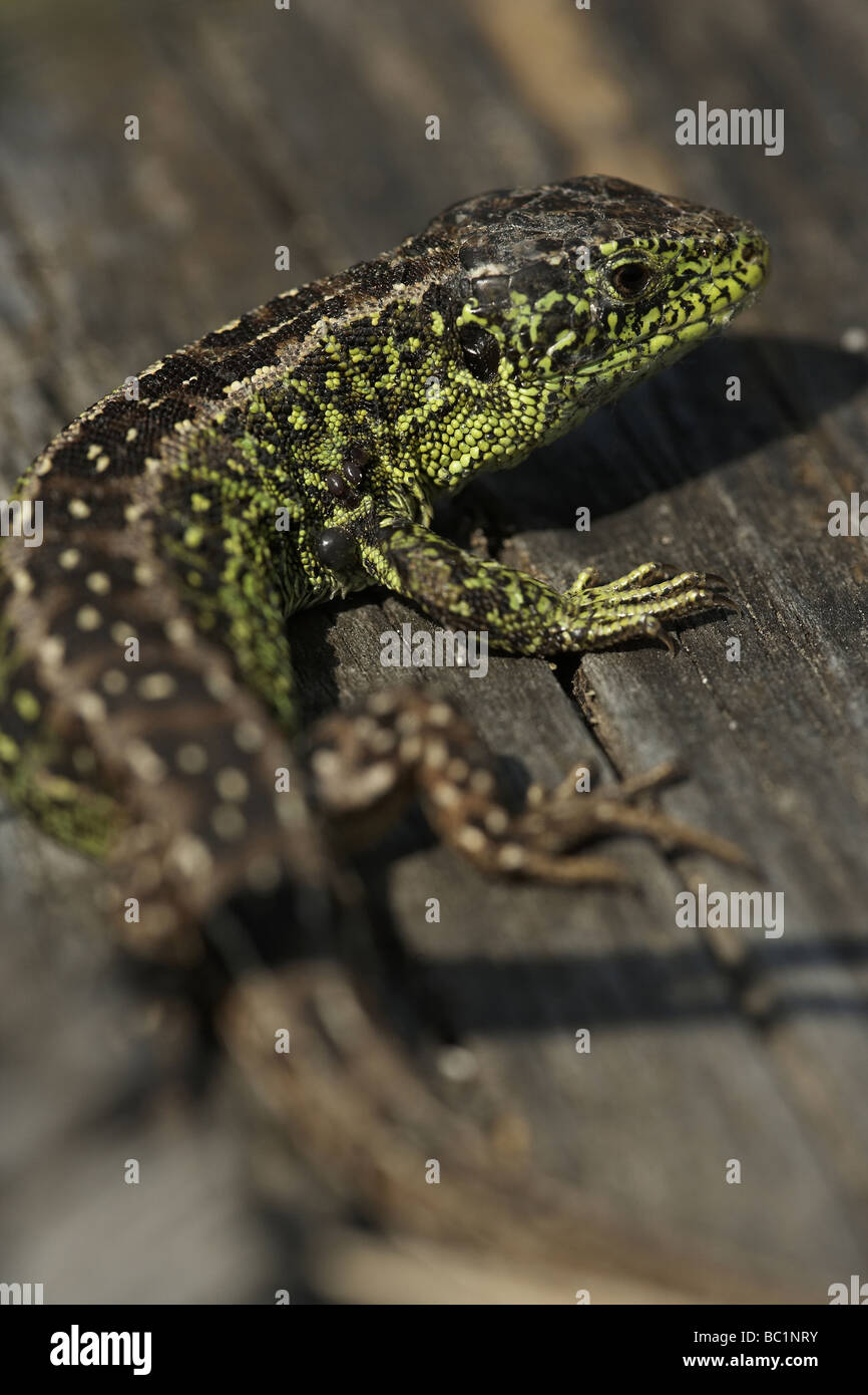 Male sand lizard Lacerta agilis in mating colours Dorset UK Stock Photo ...