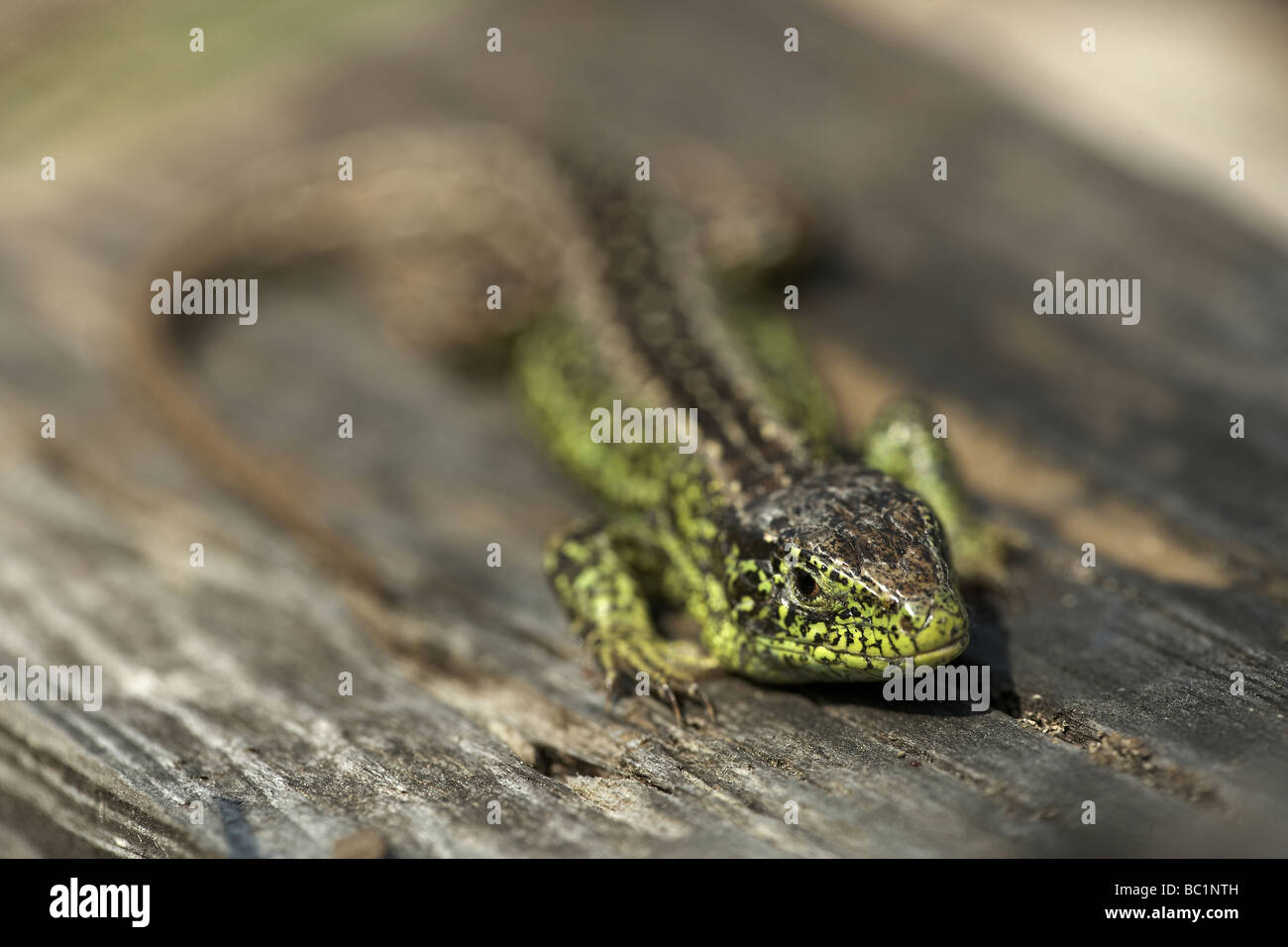 Reptile mating hi-res stock photography and images - Alamy