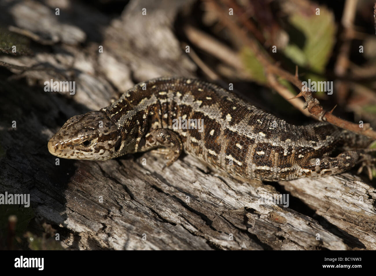 Female sand lizard Lacerta agilis Dorset UK Stock Photo - Alamy