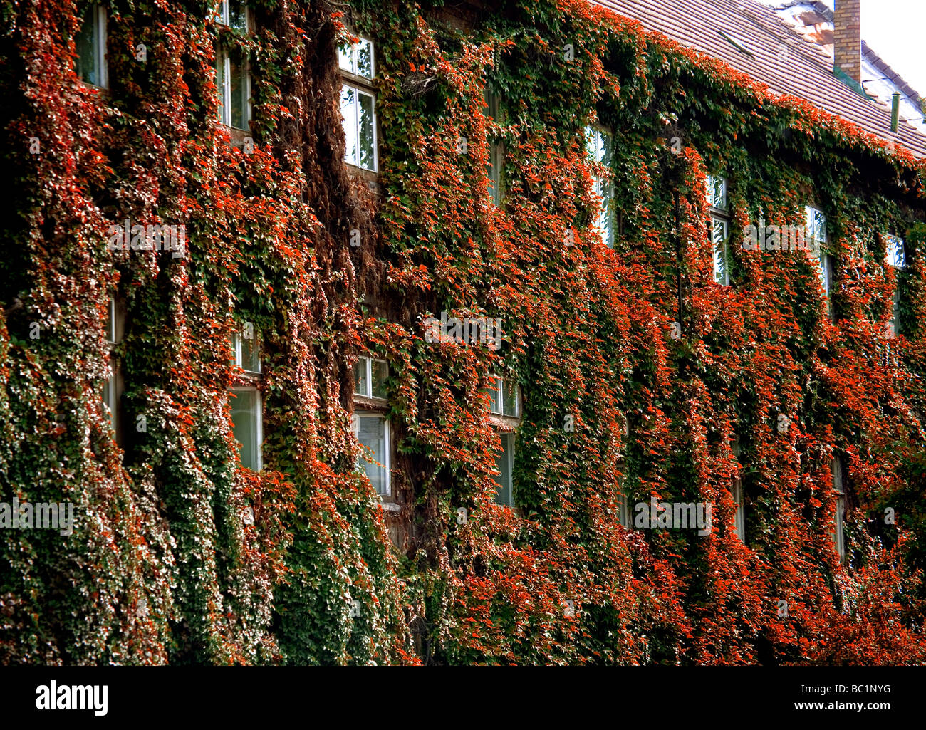 Poland Krakow decorative windows Stock Photo - Alamy