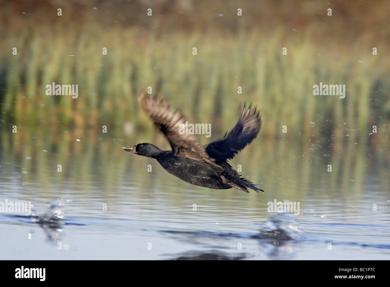 Flying male common scoter hi-res stock photography and images - Alamy