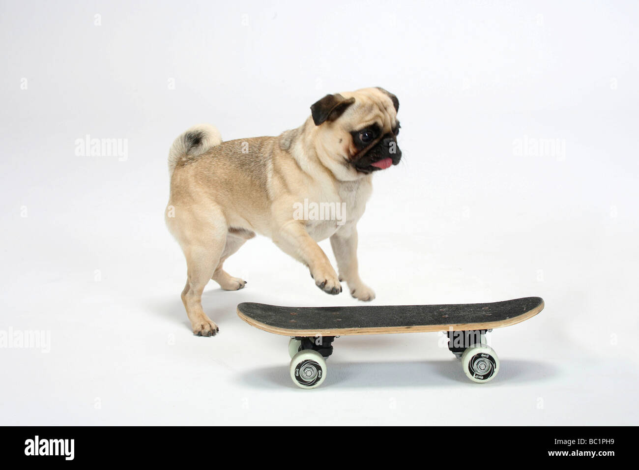 Pug jumping on skateboard Stock Photo - Alamy
