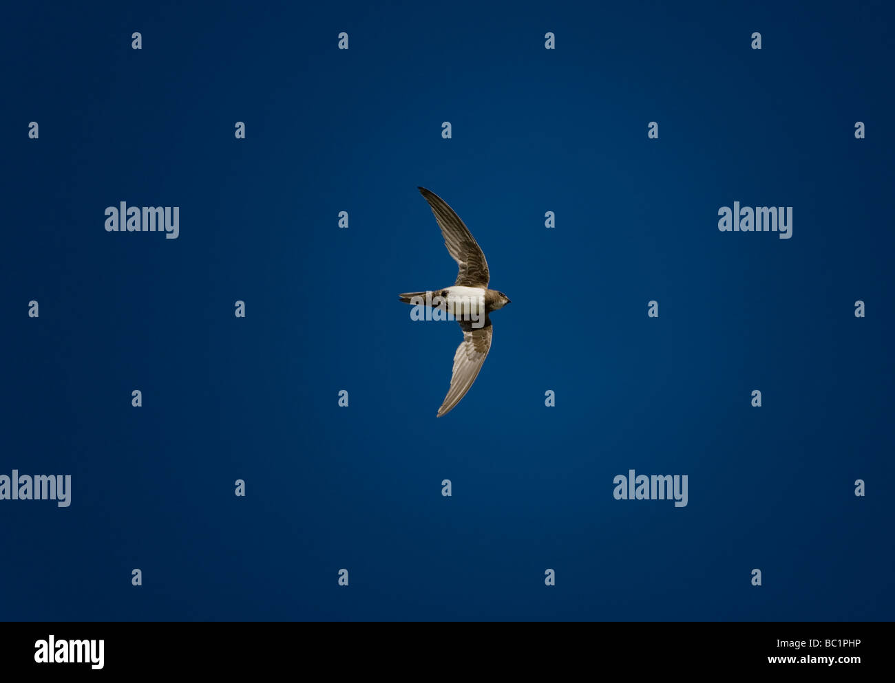Alpine Swift Apus melba in flight under deep blue skies Ronda Spain ...