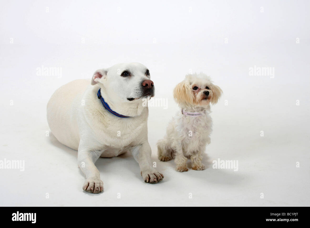Two white maltese dogs dog hi-res stock photography and images - Alamy