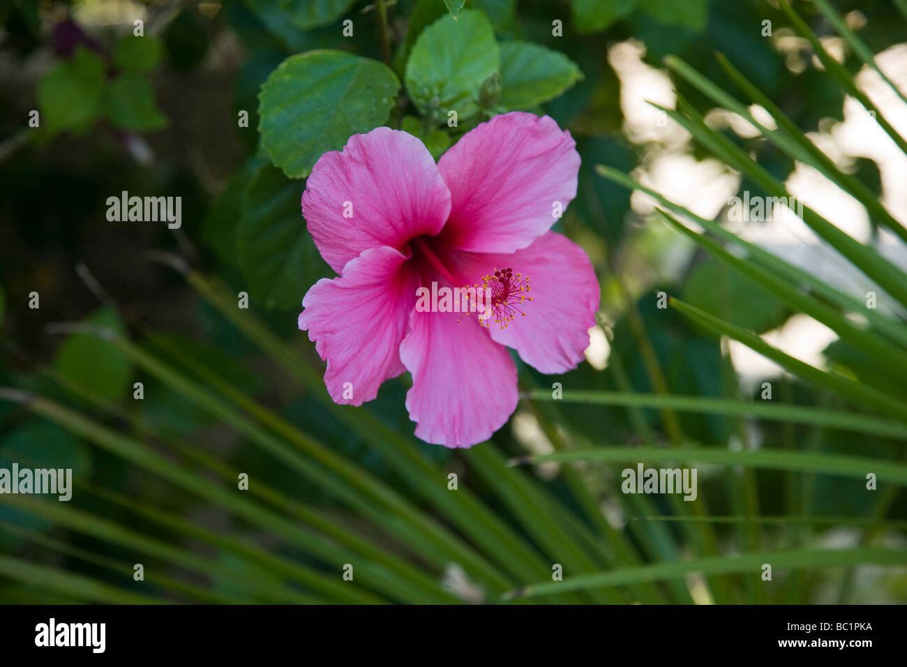 Pink hisbiscus hi-res stock photography and images - Alamy