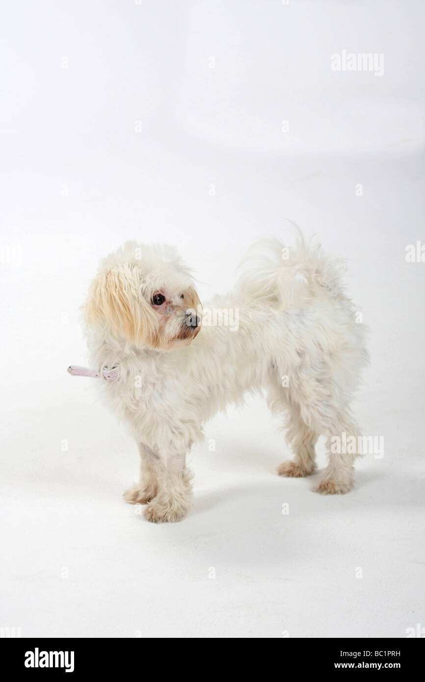 Sheared hi-res stock photography and images - Alamy
