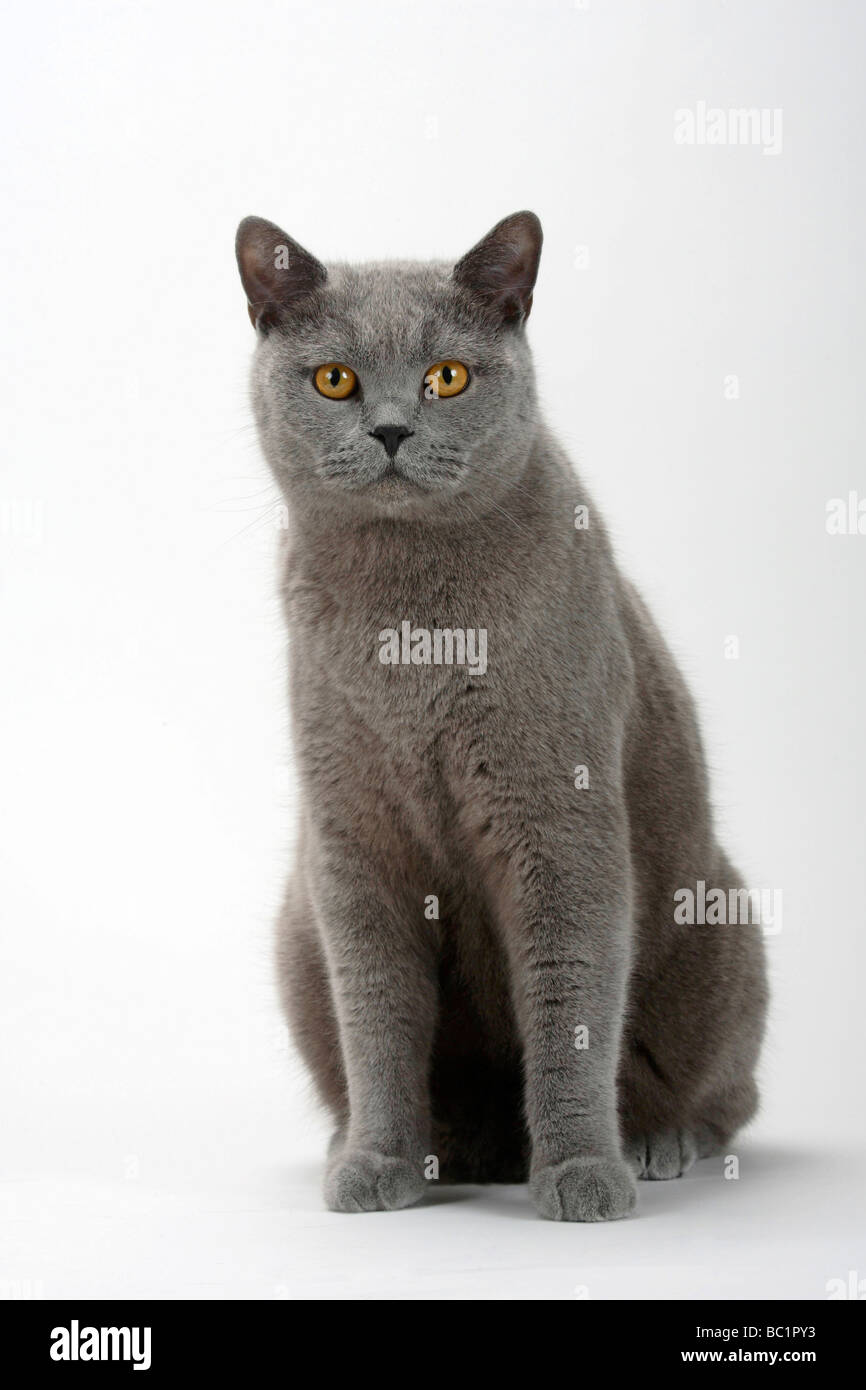 British Shorthair Cat blue tomcat Stock Photo - Alamy