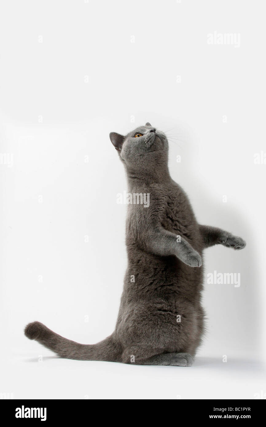 British Shorthair Cat blue tomcat Stock Photo - Alamy